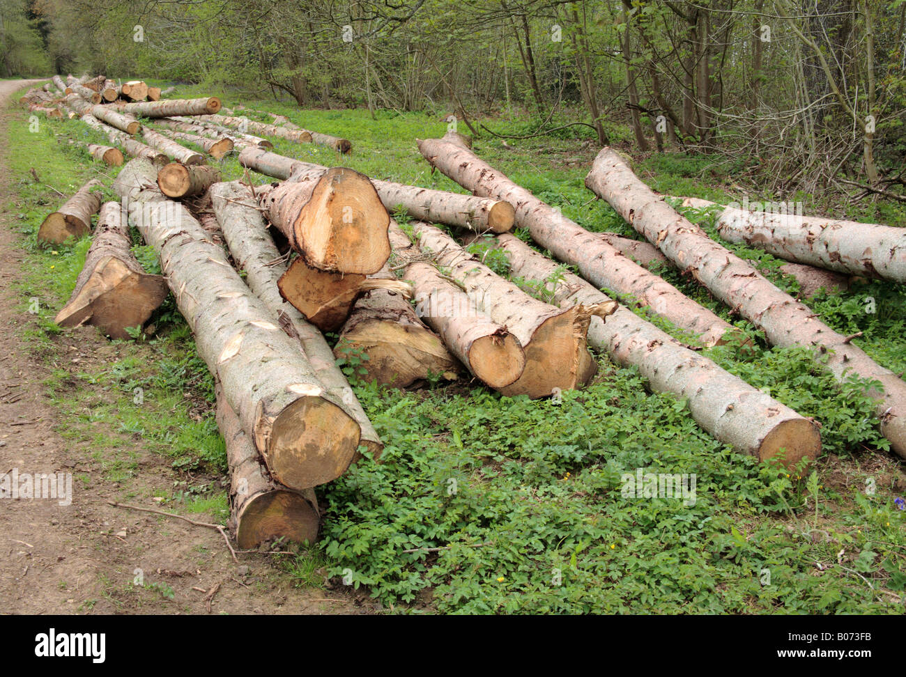 Trees use for timber hi-res stock photography and images - Alamy