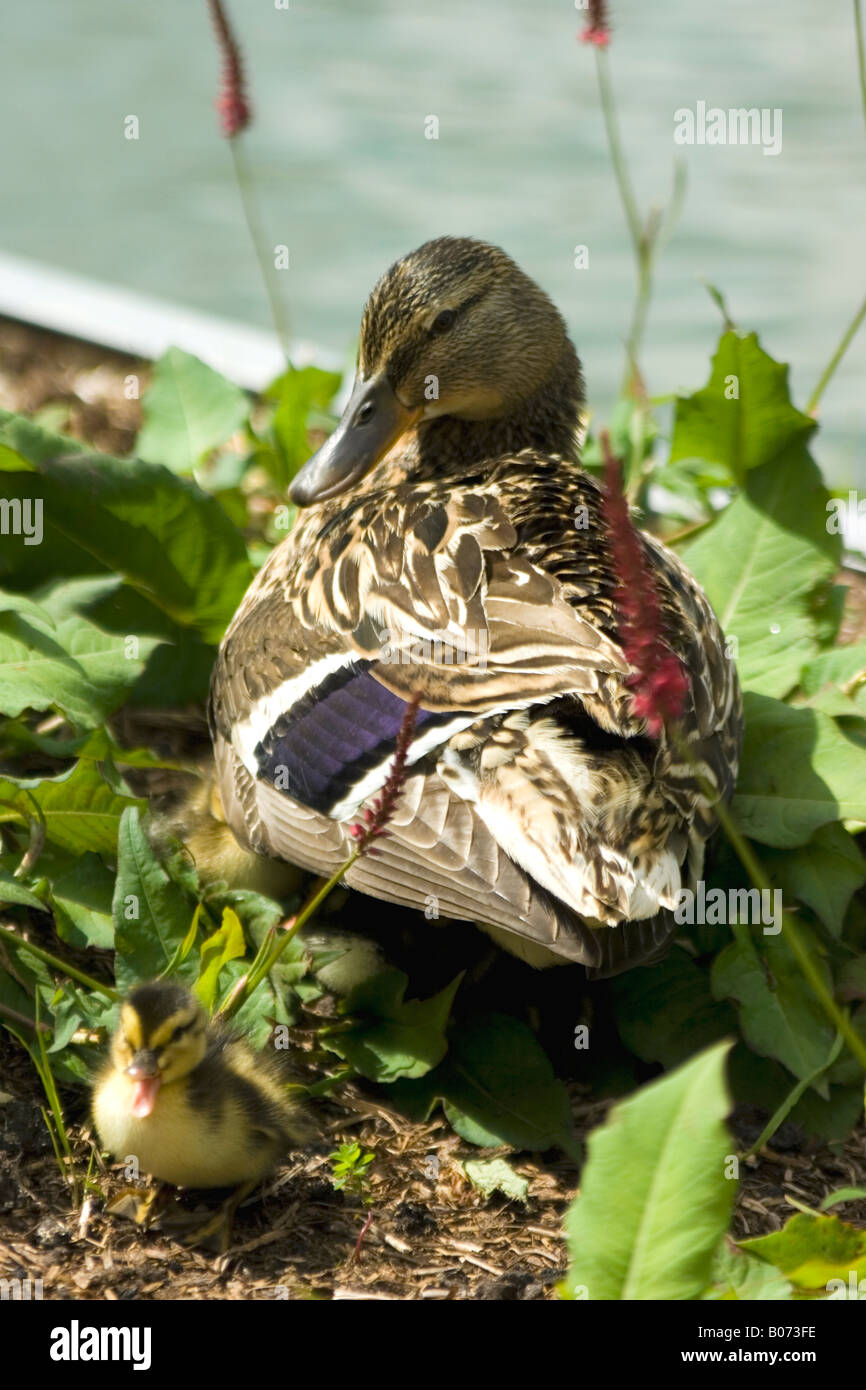 Watchful mother duck hi-res stock photography and images - Alamy