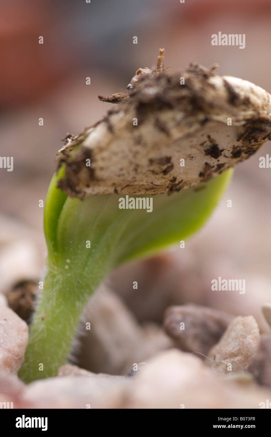 Courgette growing hi-res stock photography and images - Alamy