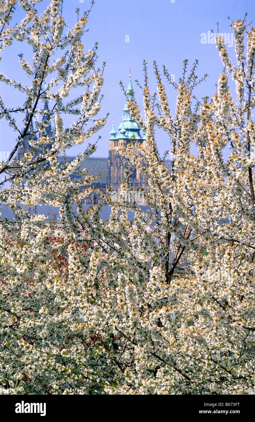 Prague cherry trees blossom spring hi-res stock photography and images ...