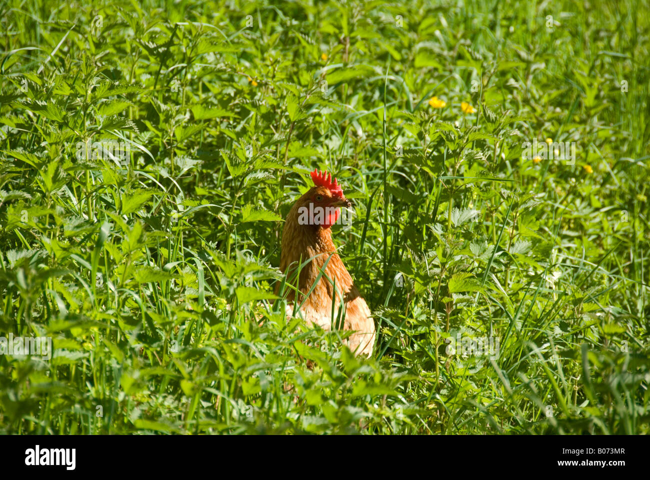 Stock photo of a hen hiding in the long grass and nettles The photo was ...
