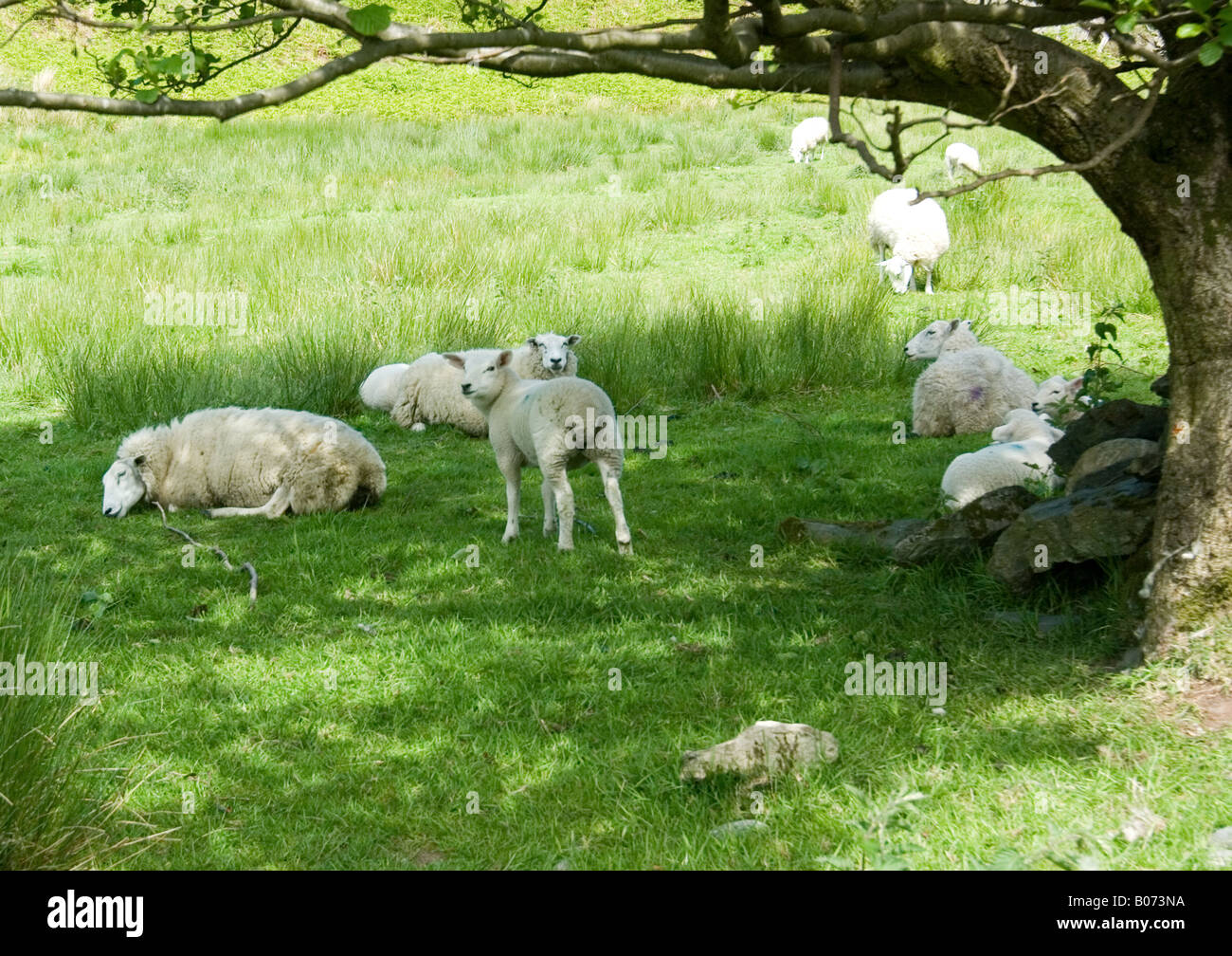 Sheep under tree in Troutbeck Park, Troutbeck, Lake District, Cumbria ...