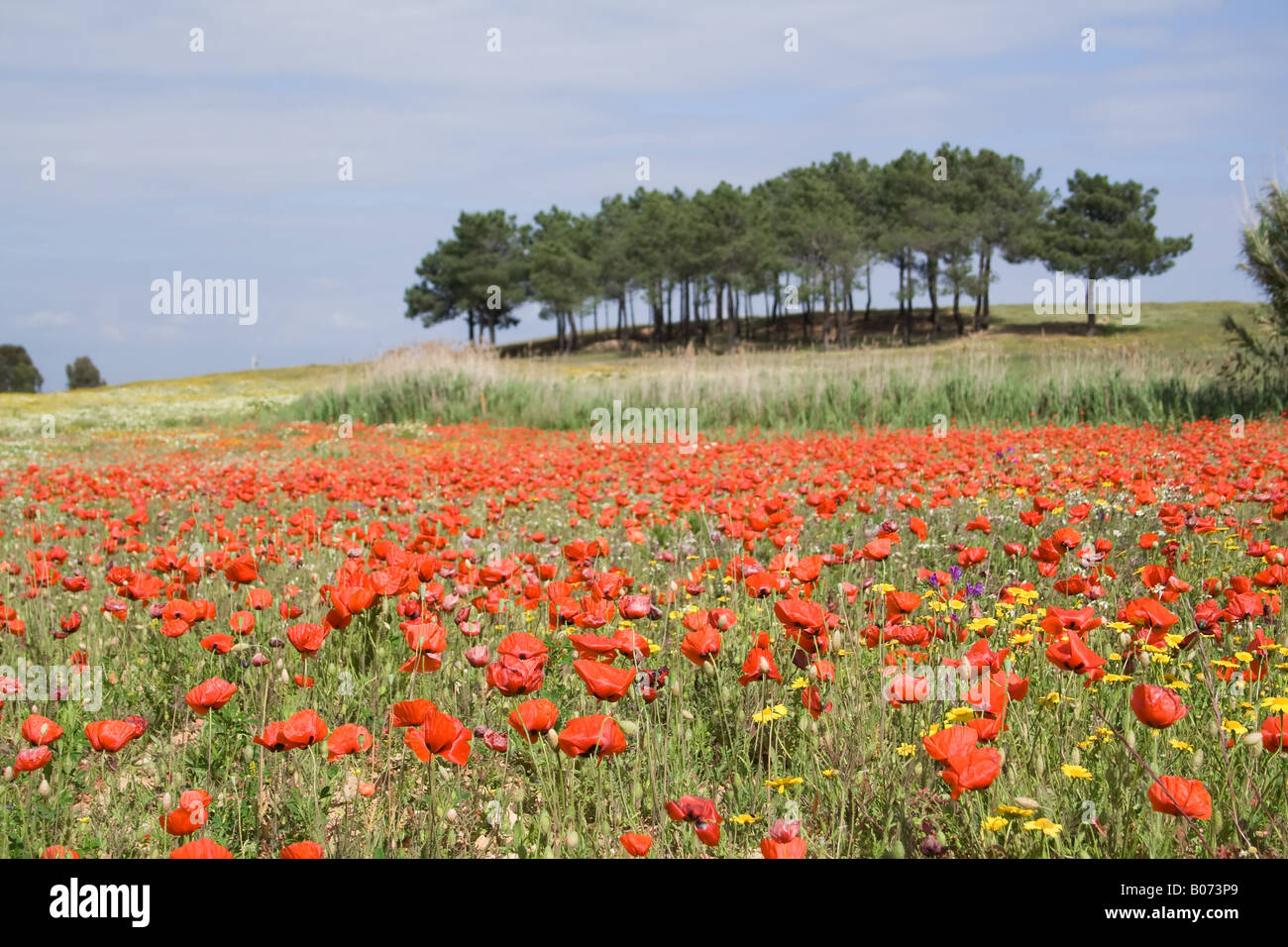 Lone tree alentejo portugal hi-res stock photography and images - Alamy