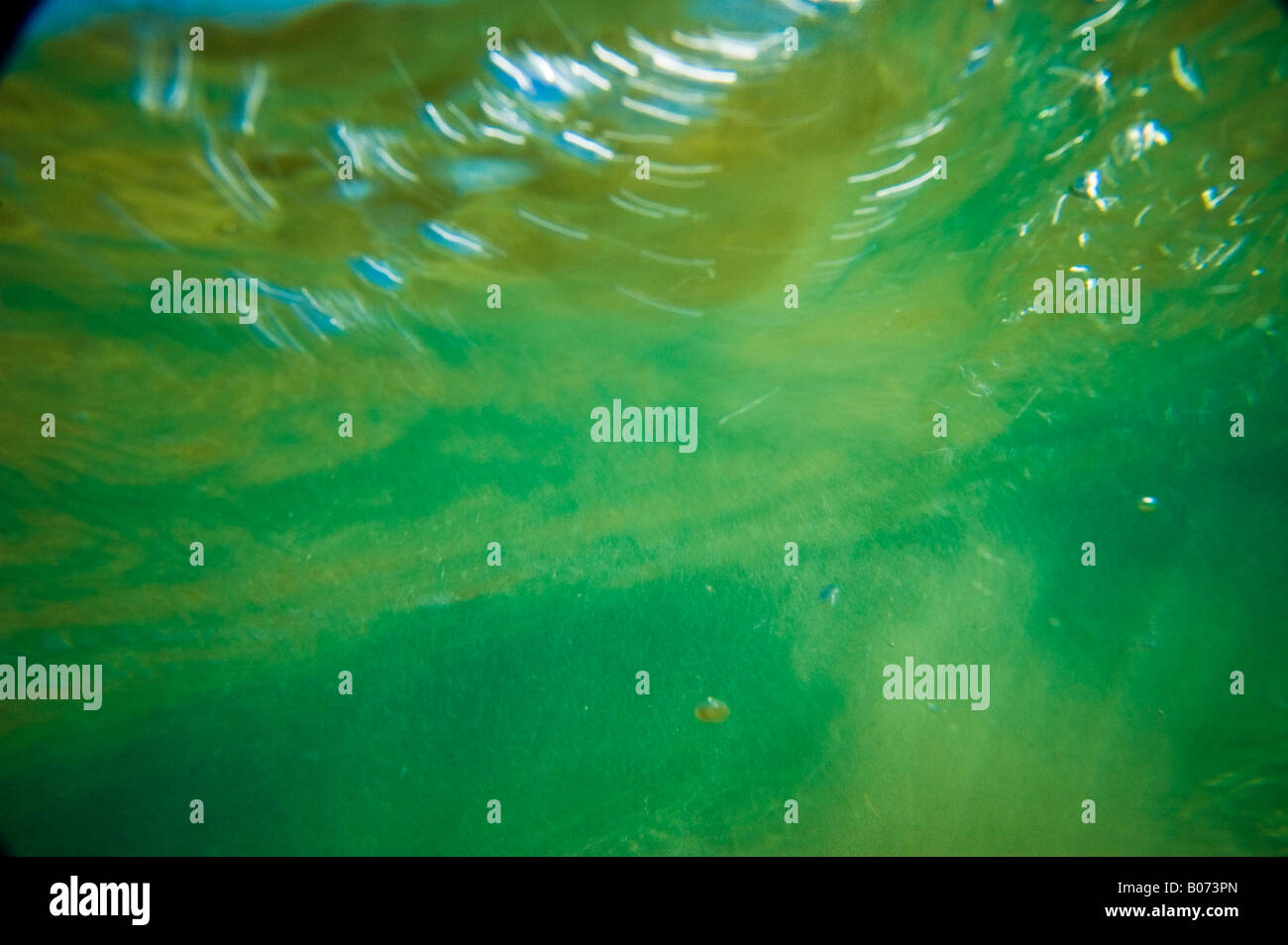 clear green sea water Stock Photo - Alamy