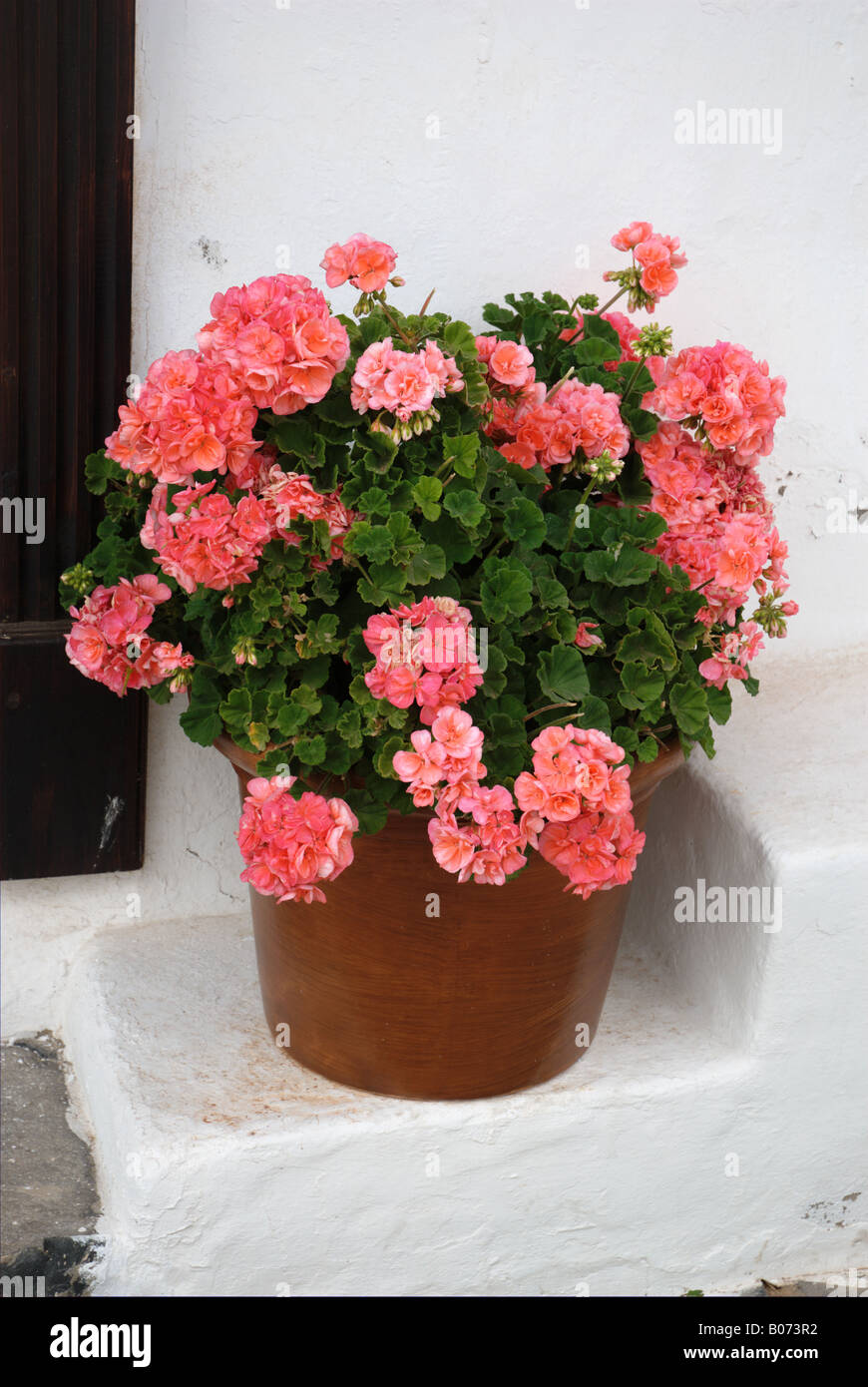 Pink Geraniums in a terracotta flower pot on a white doorstep Stock ...