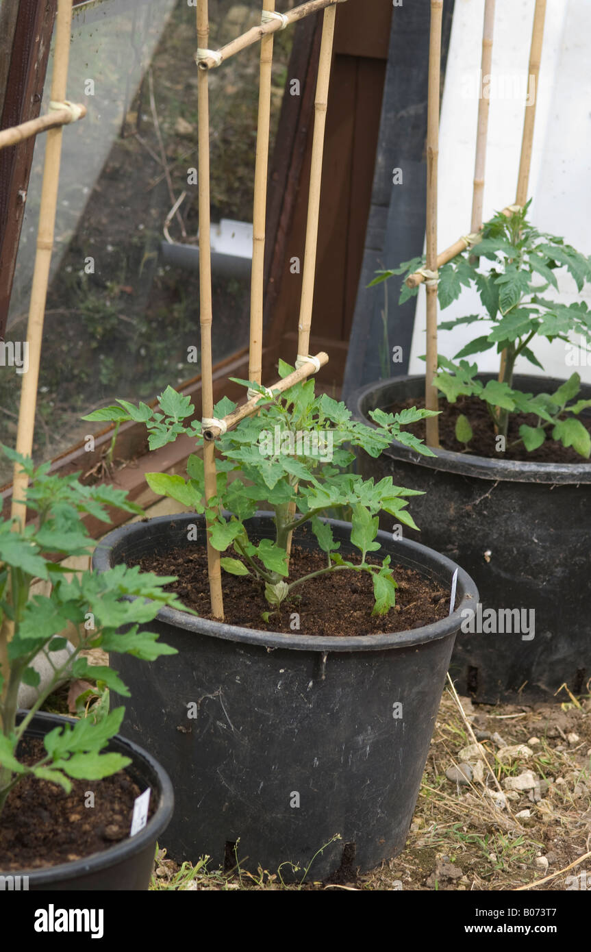 Young tomato plants in a glass house Stock Photo - Alamy