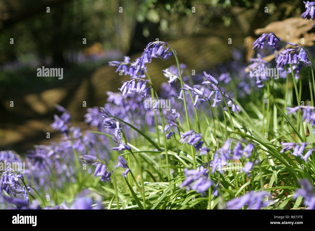 Bluebells in woodland Stock Photo - Alamy