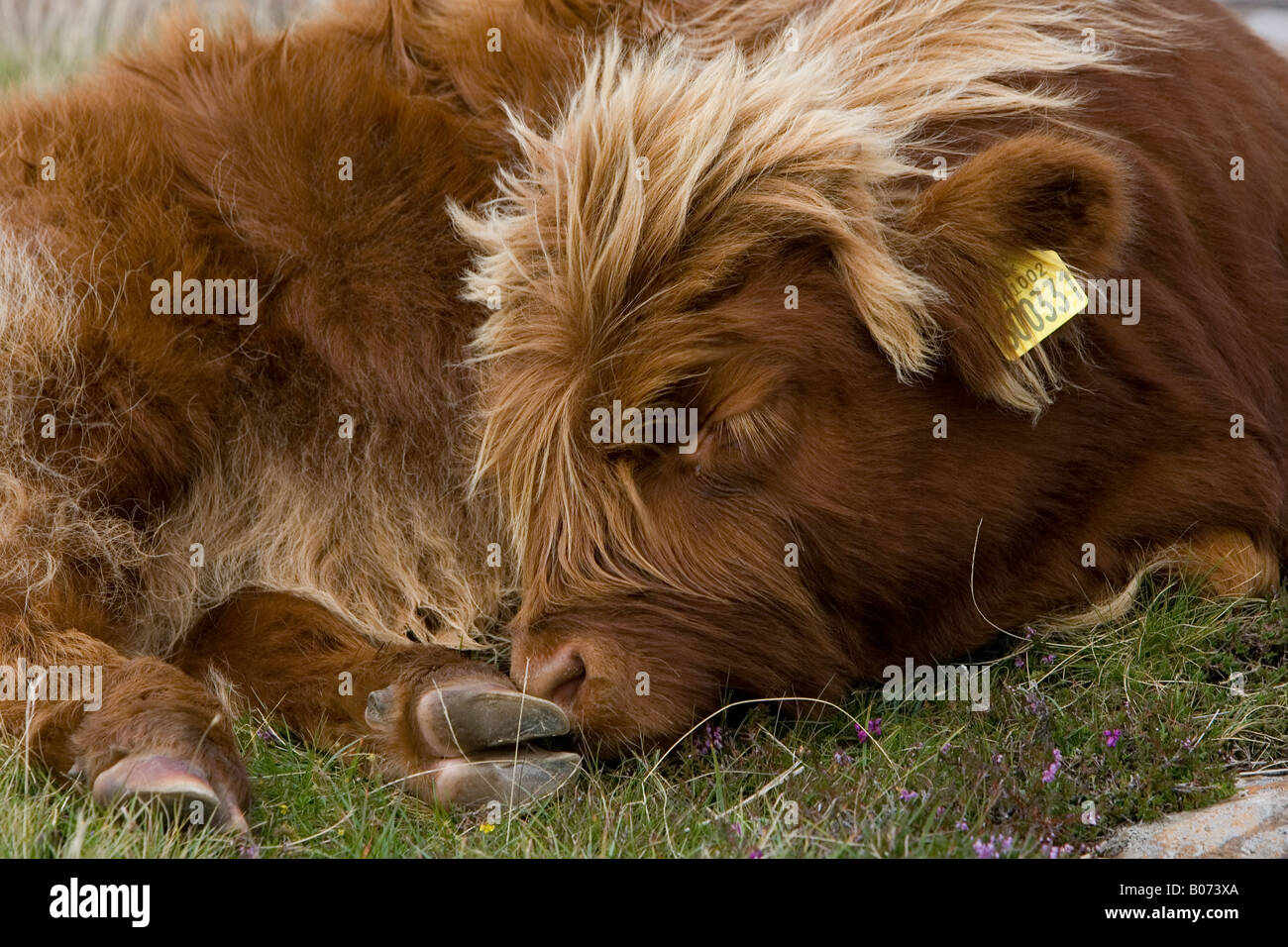 Highland cow calf sleeping, Scotland Stock Photo - Alamy