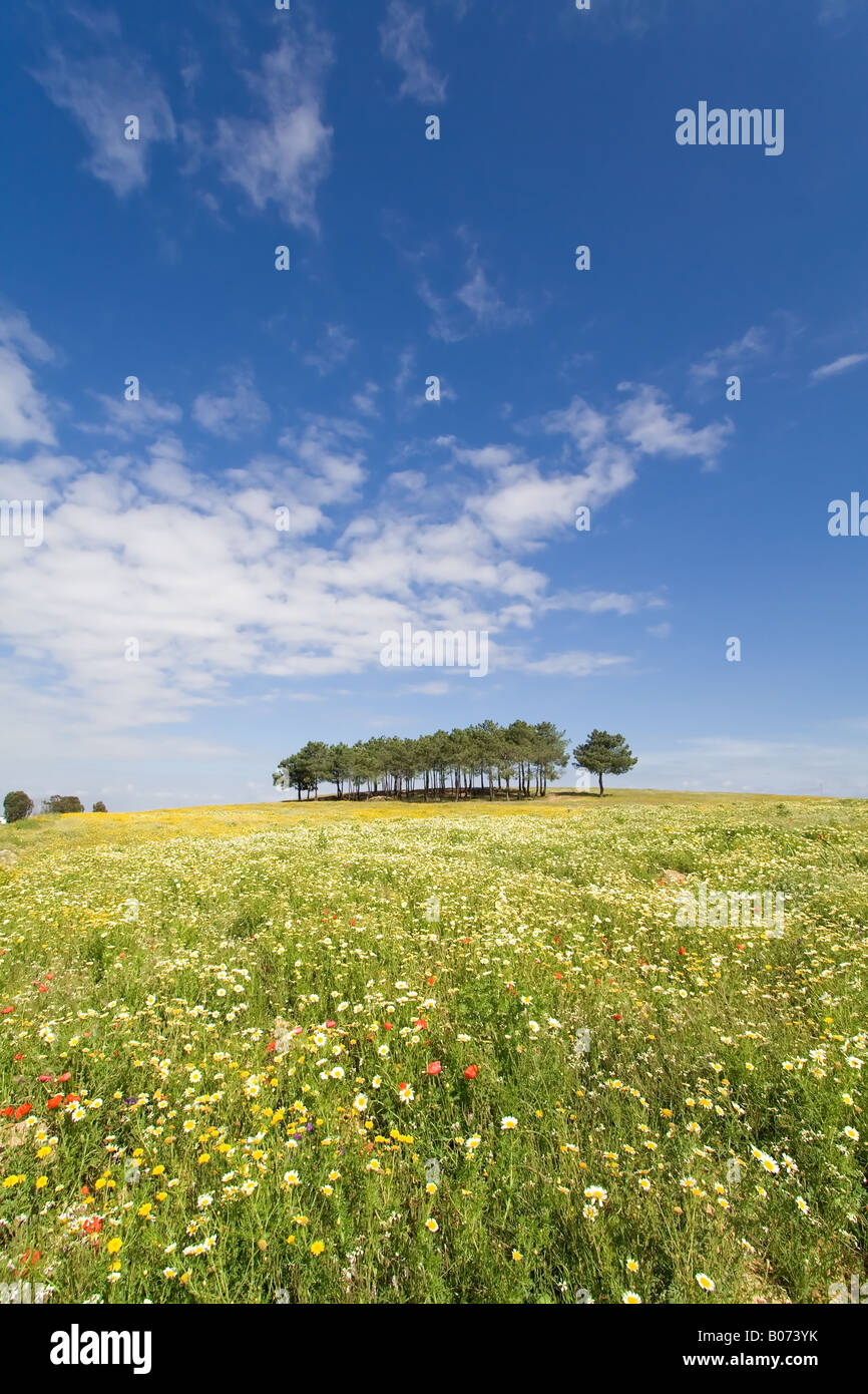 Spring landscape in Alentejo, Portugal Stock Photo - Alamy