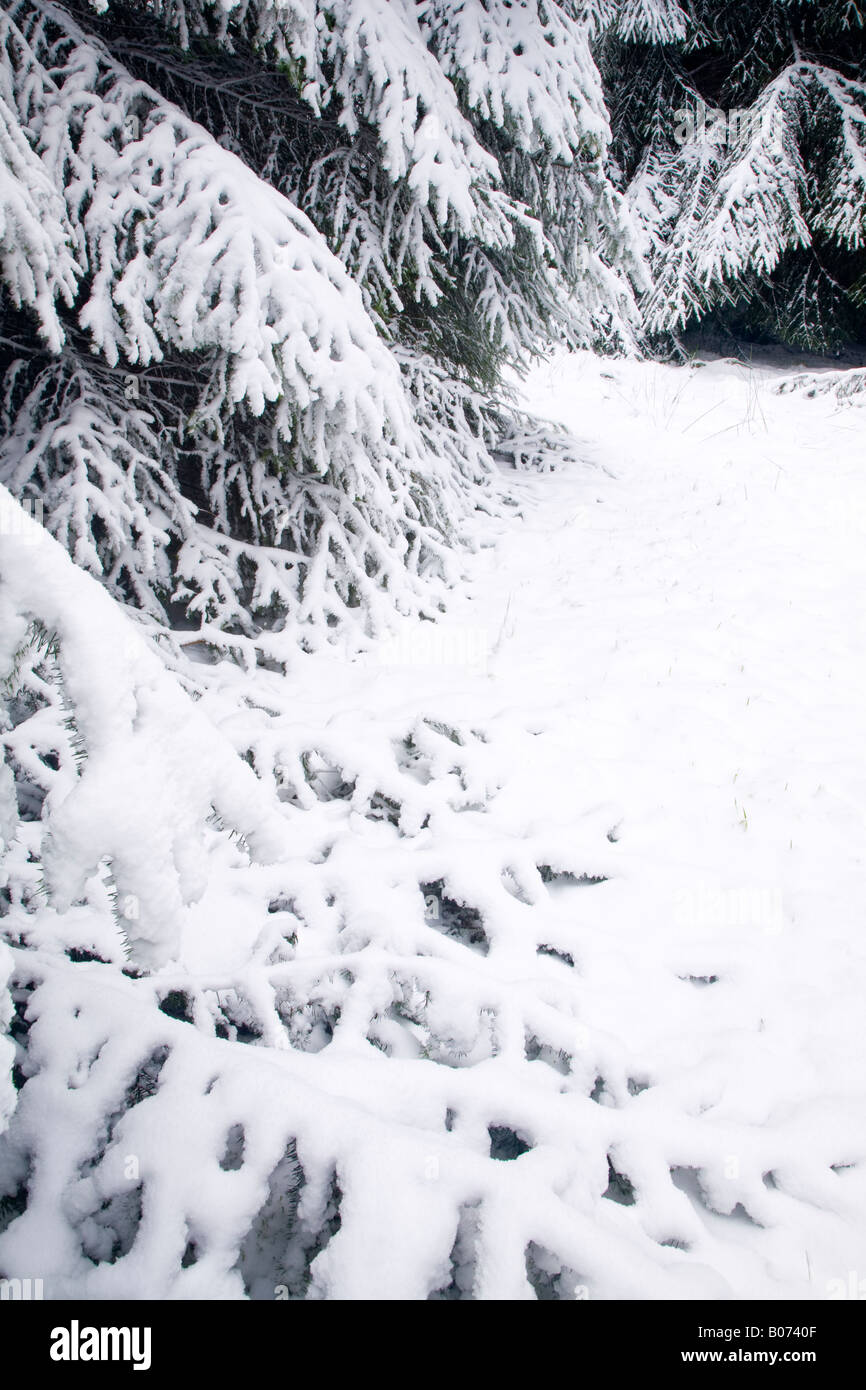 Scotland Scottish Borders Carter Bar Snow engulfed forest plantation ...