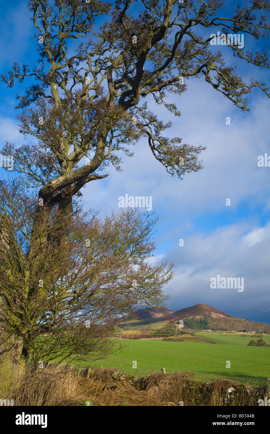 Wind sculptured tree hi-res stock photography and images - Alamy