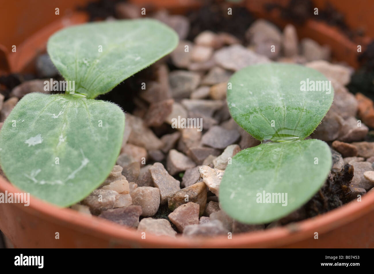 Close up of courgette seedlings in plant pot Stock Photo - Alamy