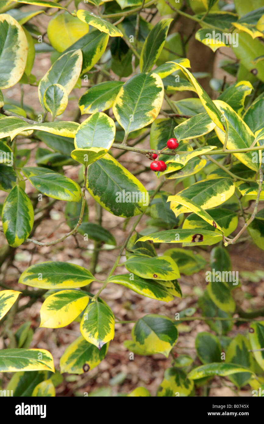 Variegated leaves red berries Stock Photo - Alamy