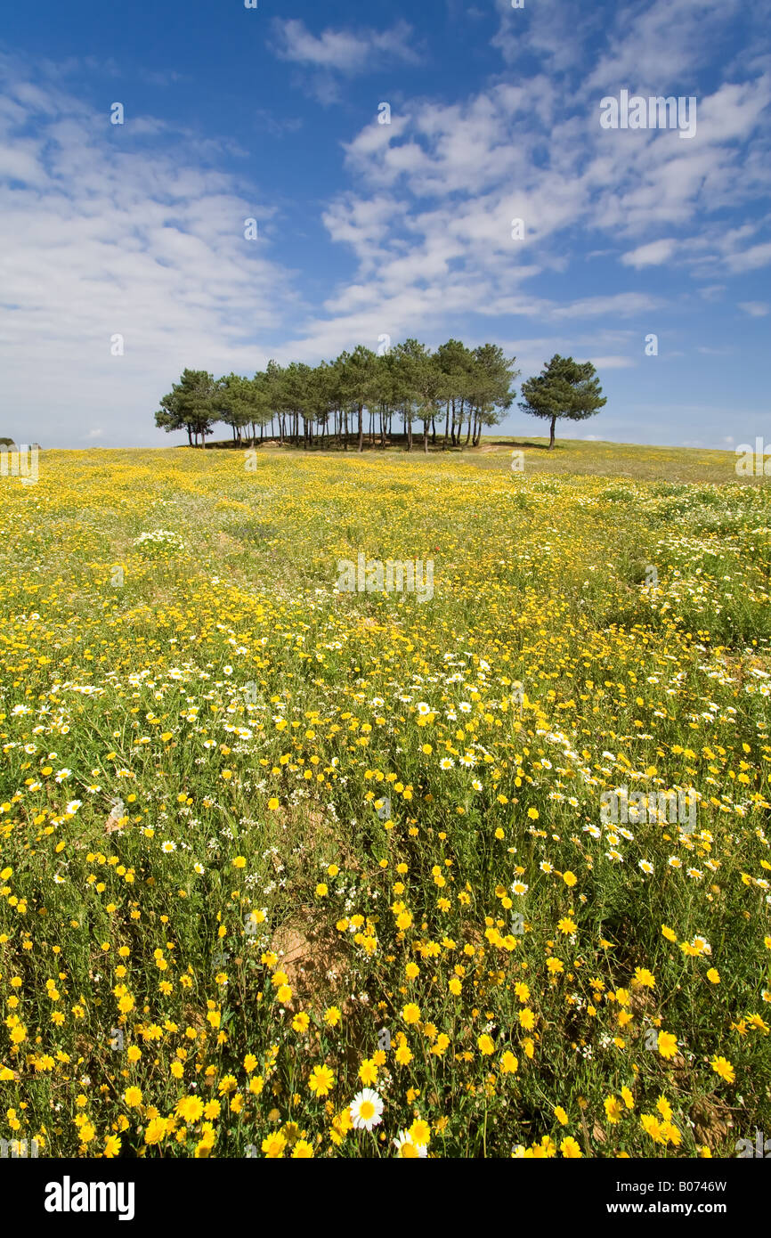 Lone tree alentejo portugal hi-res stock photography and images - Alamy