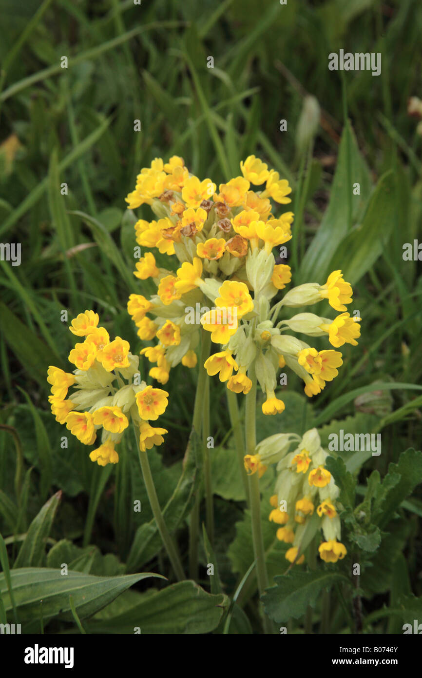 Cowslip hi-res stock photography and images - Alamy