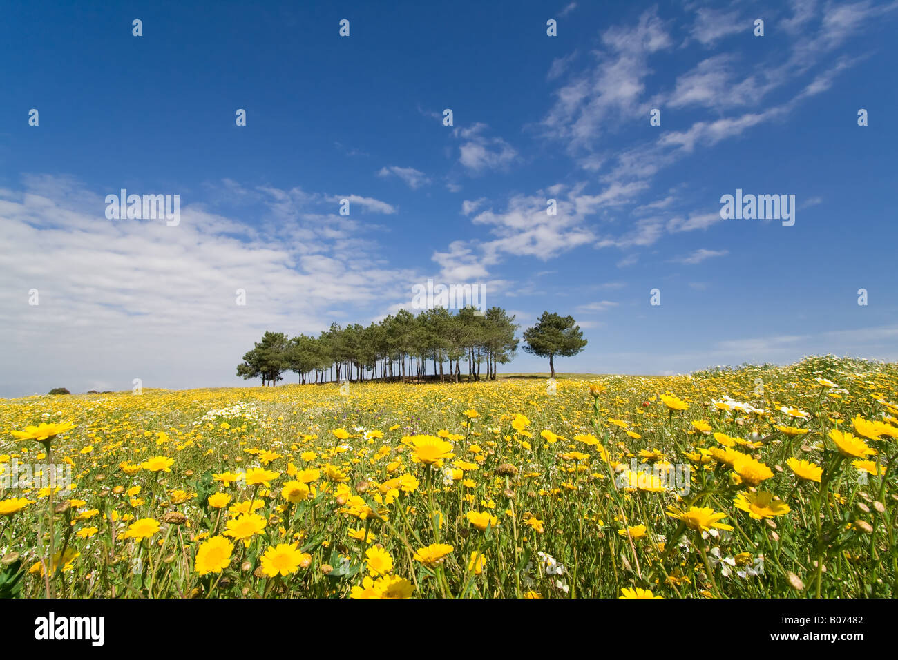 Lone tree alentejo portugal hi-res stock photography and images - Alamy