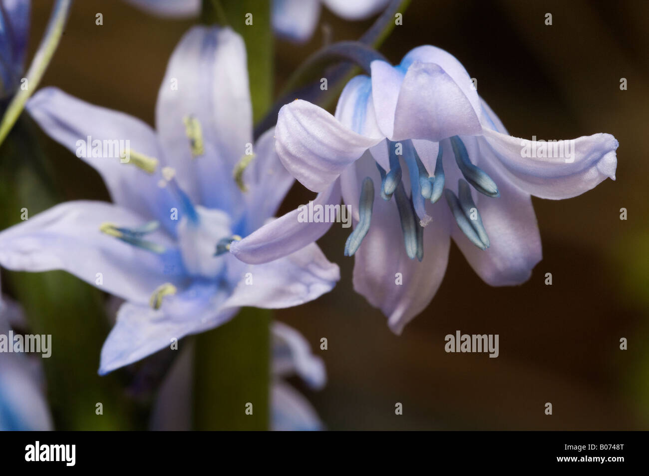 Big Close up of Bluebell flower Stock Photo - Alamy