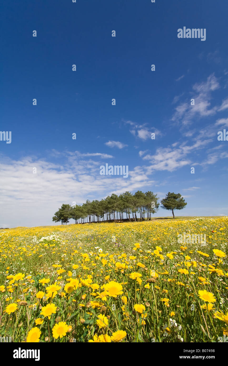 Lone tree alentejo portugal hi-res stock photography and images - Alamy