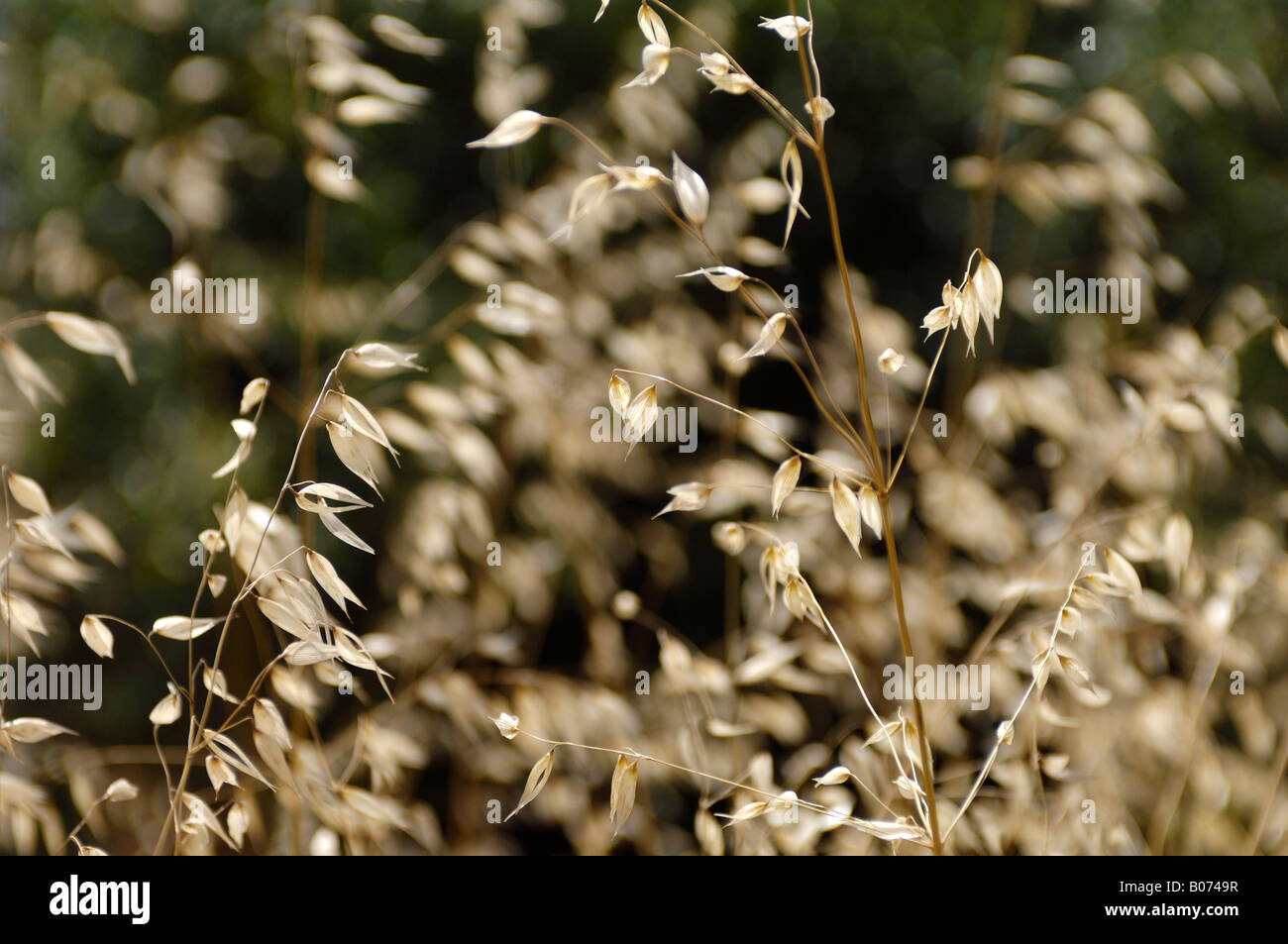 Backlit grasses in the countryside near the traditional Cypriot village ...