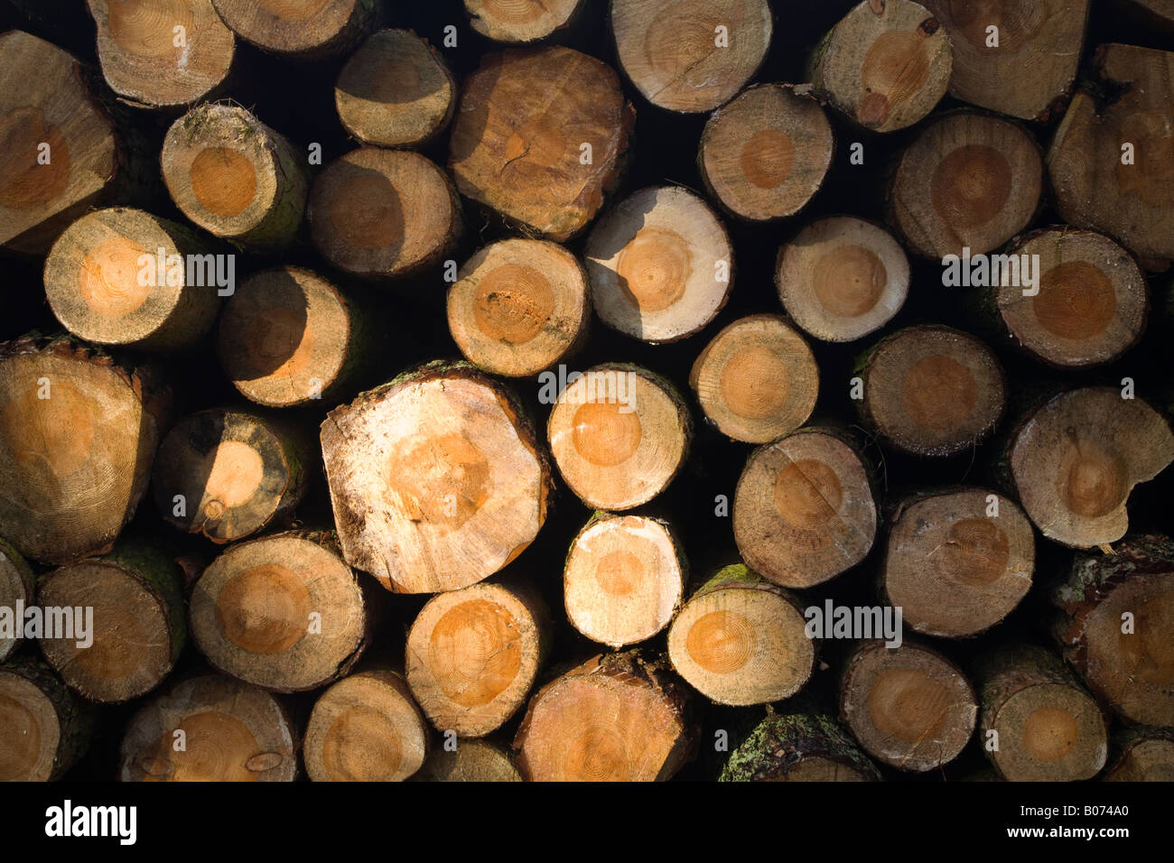 Scotland Scottish Borders The felling of trees is a common sight in the ...