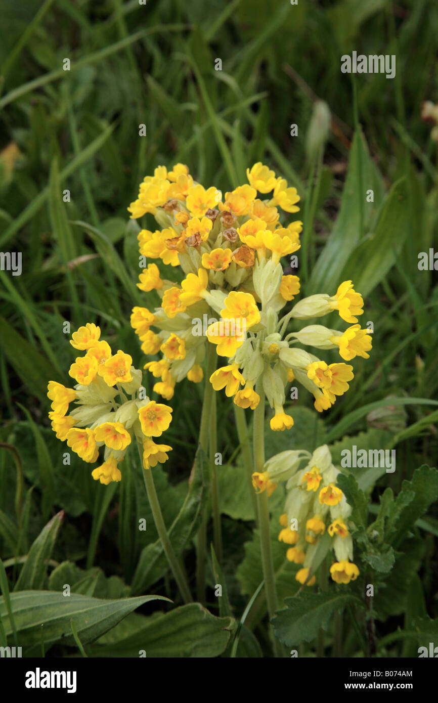 Yellow cowslips hi-res stock photography and images - Alamy