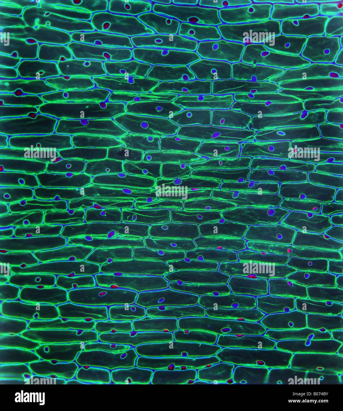 Onion cells hi-res stock photography and images - Alamy