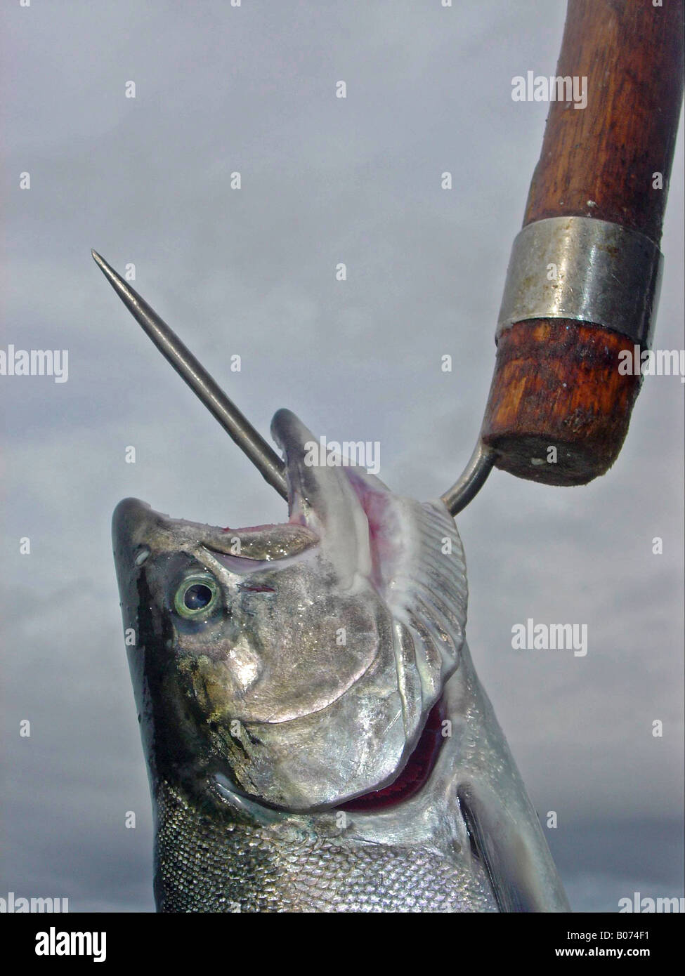 Gaff hook hi-res stock photography and images - Alamy