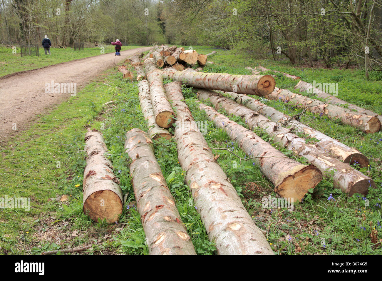 Felled timber logs Stock Photo - Alamy