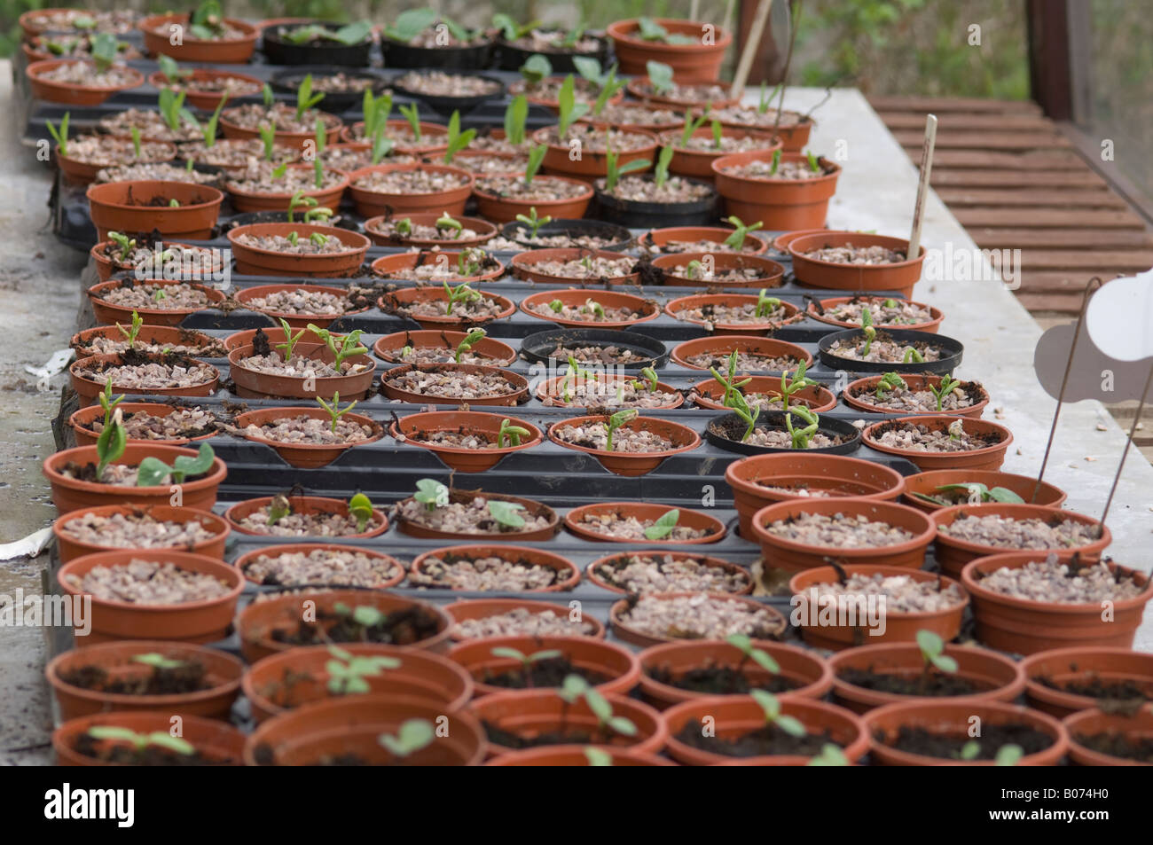 Seedlings growing in glass house hi-res stock photography and images ...