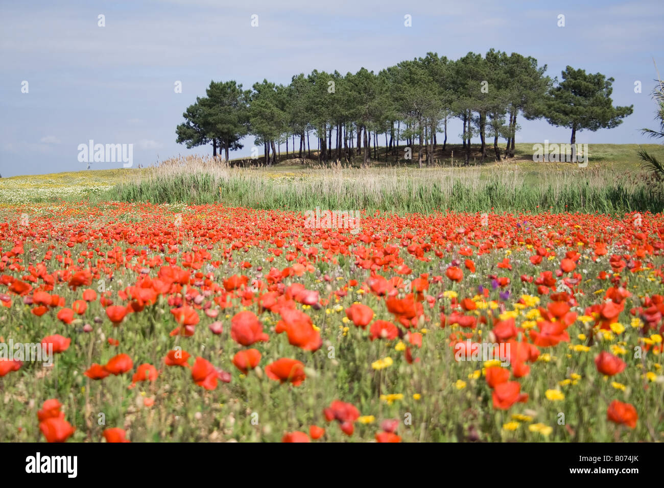 Meadow covered with red poppies in Alentejo Portugal Stock Photo - Alamy