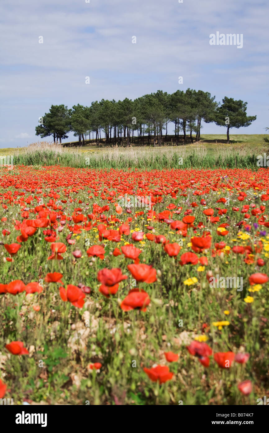 Meadow covered with red poppies in Alentejo Portugal Stock Photo - Alamy