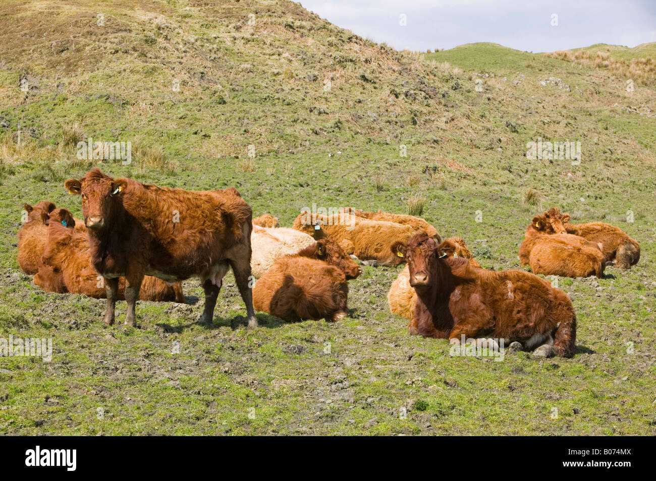 Luing Red Cattle a rare breed on the Isle of Luing Scotland UK Stock ...