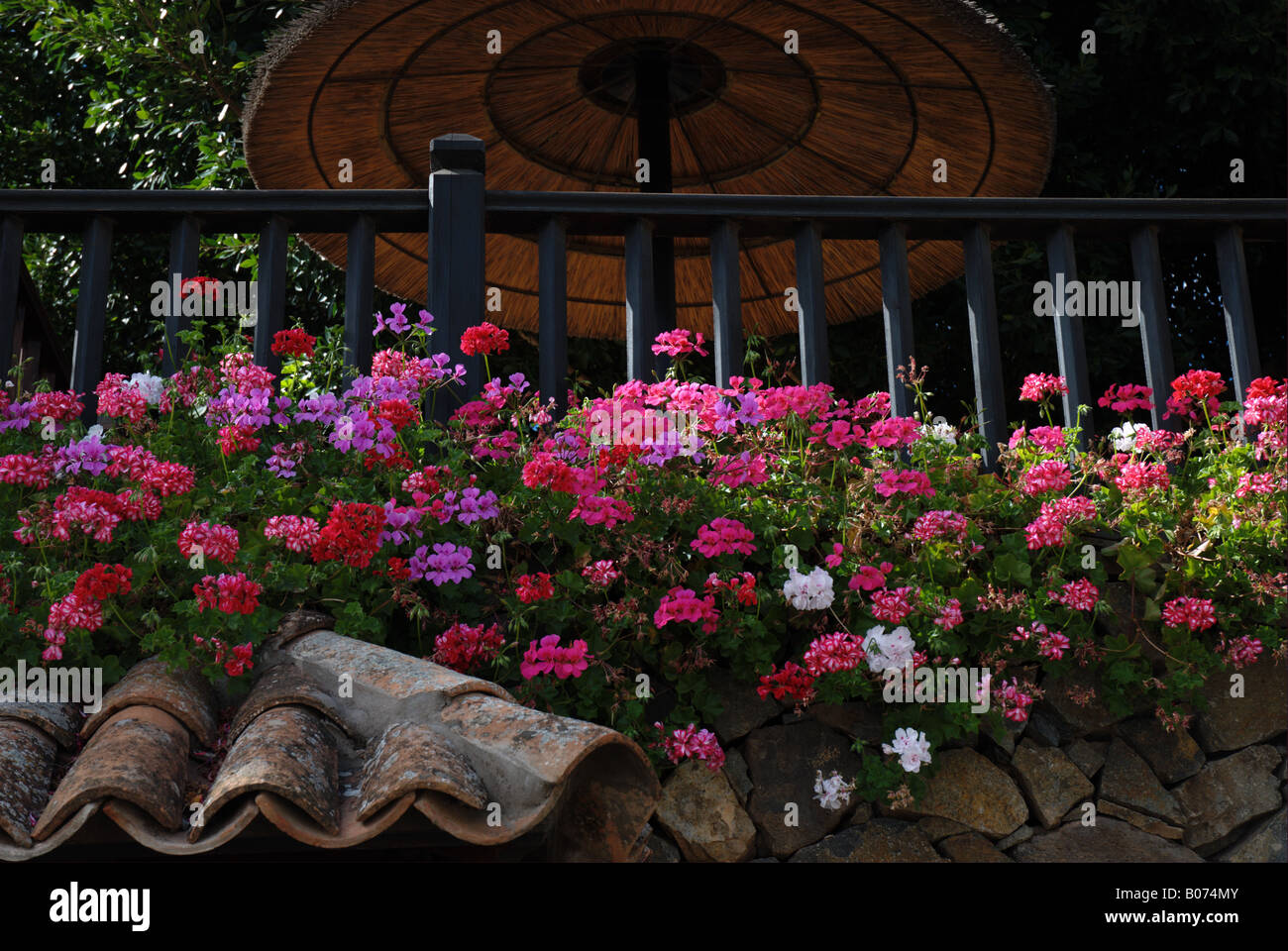Geraniums in a variety of colours on a balcony and roof garden ...