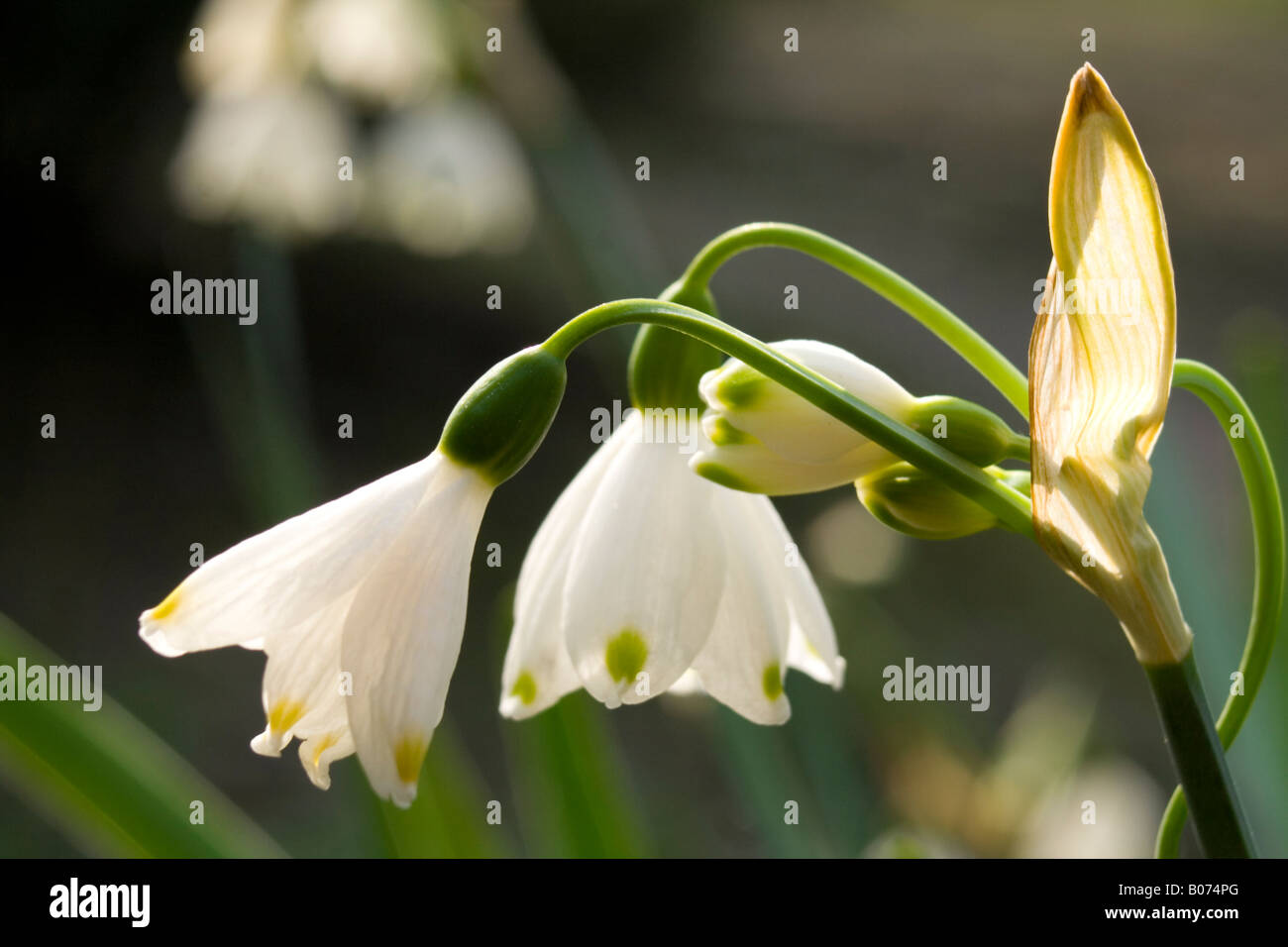 Leucojum vernum var vernum hi-res stock photography and images - Alamy