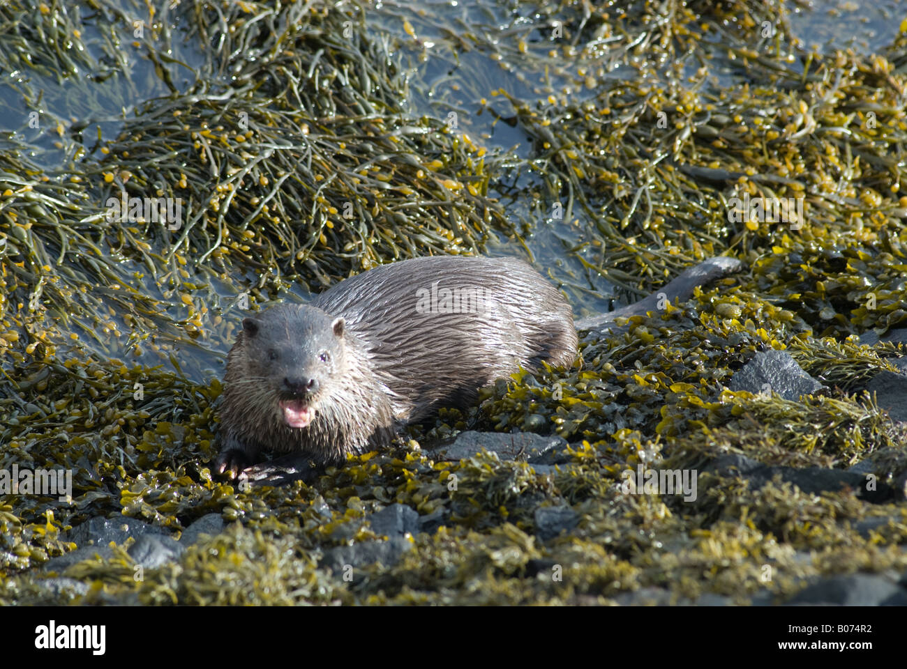 Sea Otter in seaweed Stock Photo - Alamy