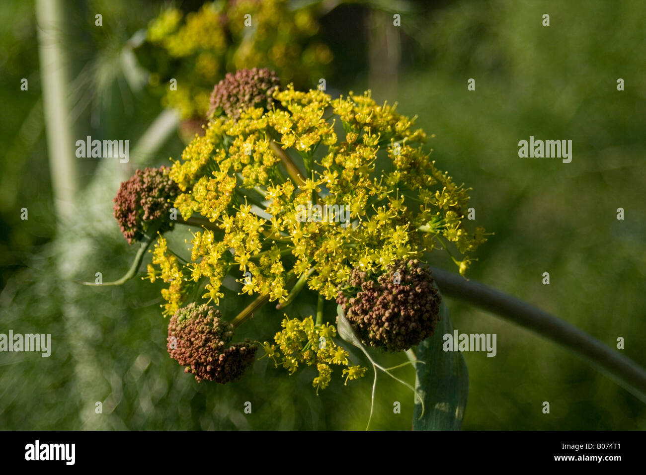 Ferula communis l hi-res stock photography and images - Alamy