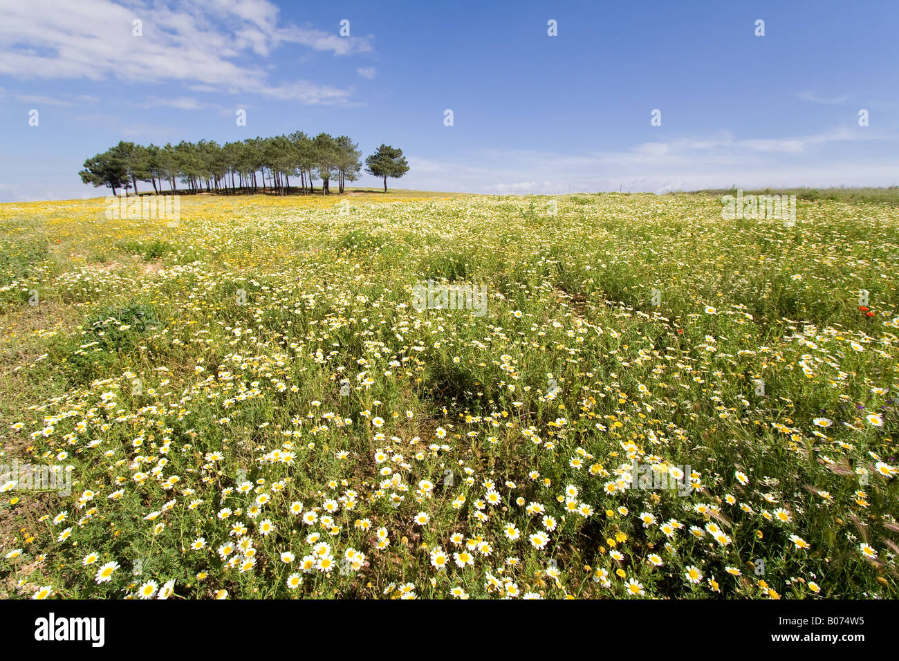 Spring landscape in Alentejo, Portugal Stock Photo - Alamy