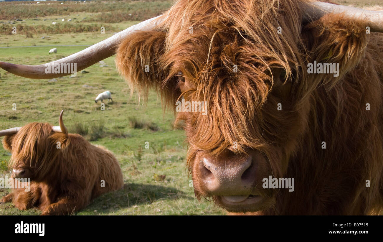 Cropped portrait of highland cow on Levisham Moor, North Yorkshire, UK ...
