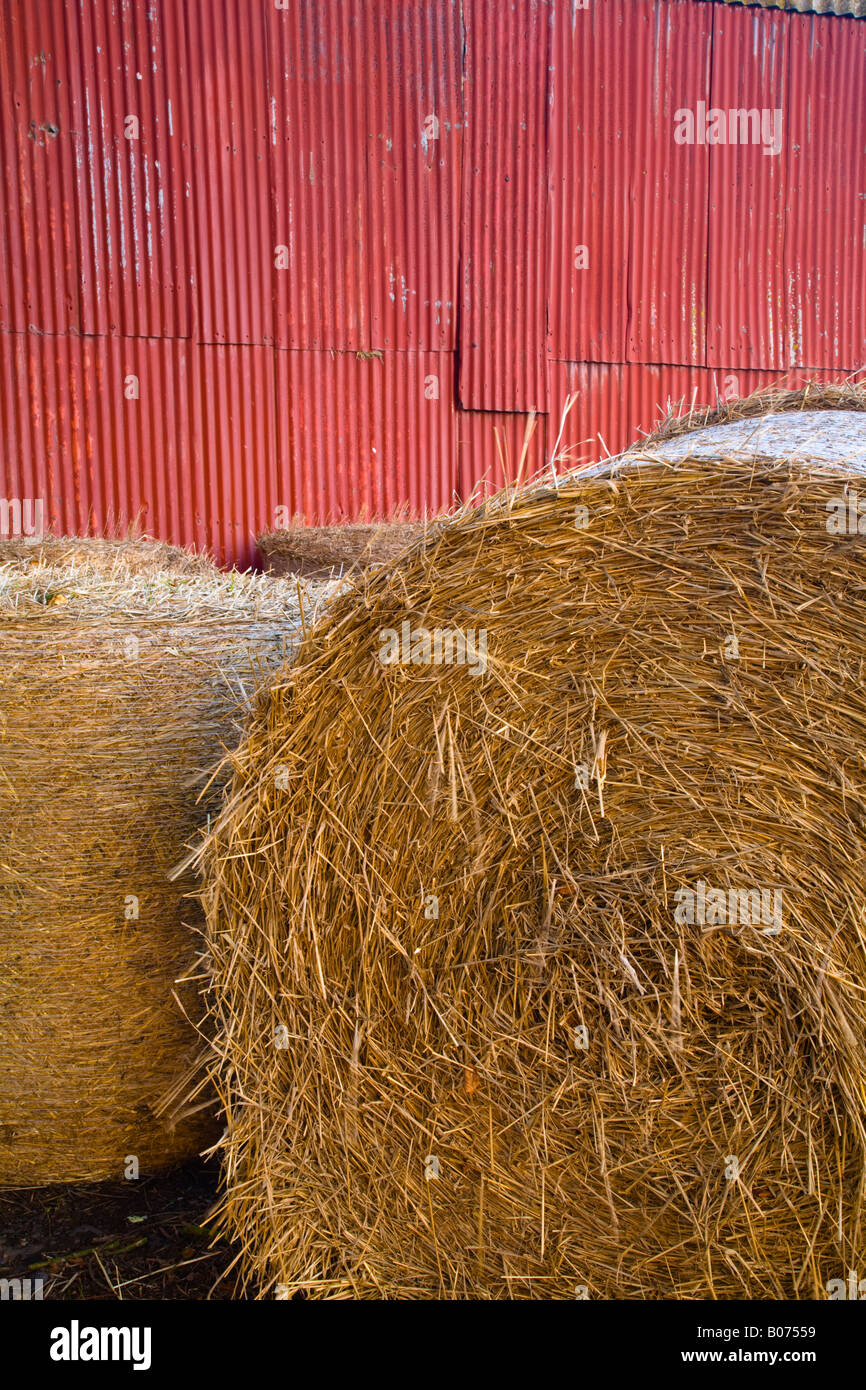 Farm scotland cattle borders hi-res stock photography and images - Alamy