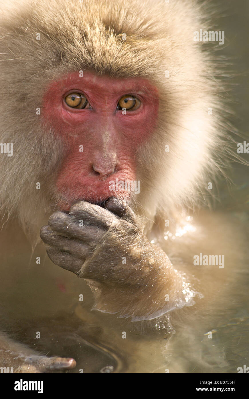 Japanese Macaque at Jogokudani Monkey Park, Yamanouchi town, Nagano ...
