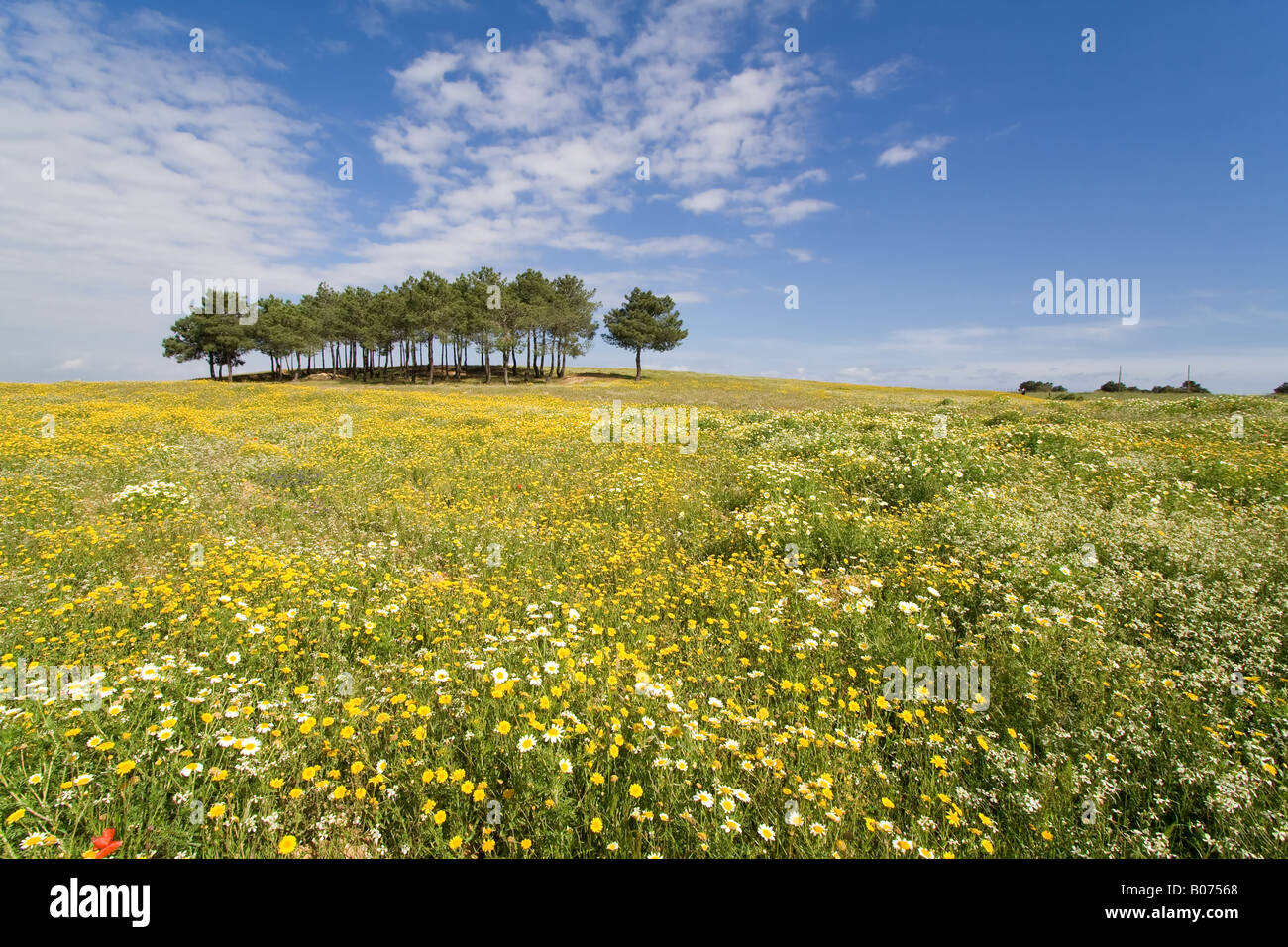 Spring landscape in Alentejo, Portugal Stock Photo - Alamy