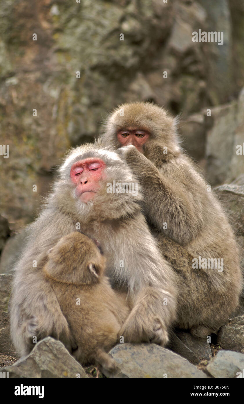 Japanese Macaque at Jogokudani Monkey Park, Yamanouchi town, Nagano ...