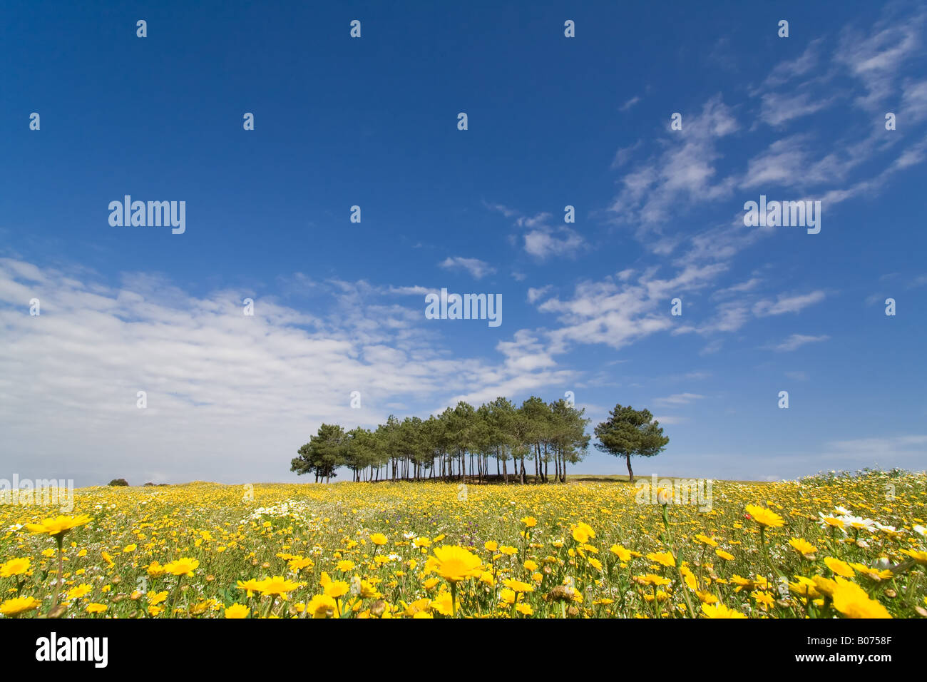 Lone tree alentejo portugal hi-res stock photography and images - Alamy