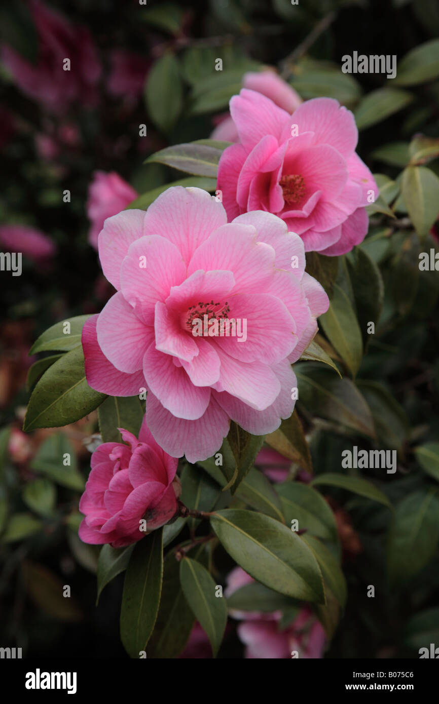 Deep pink stems hi-res stock photography and images - Alamy