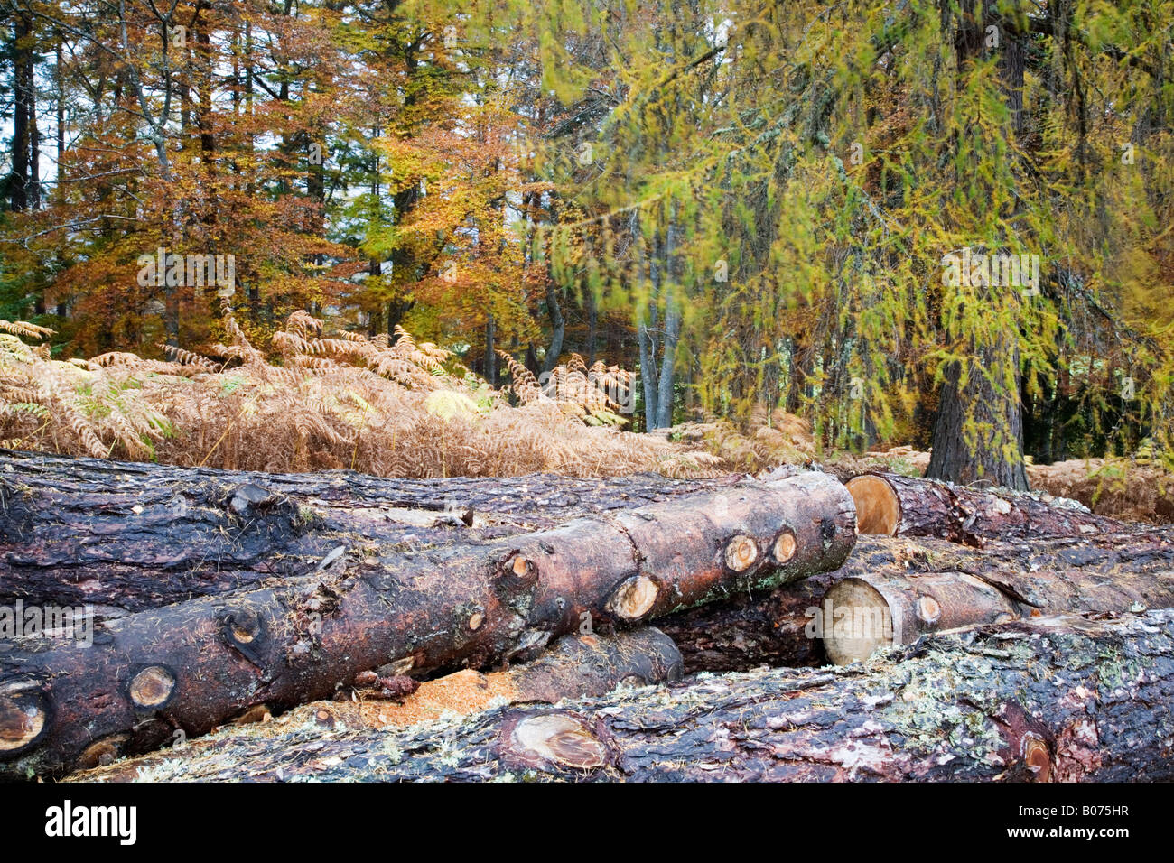 Forestry and land scotland hi-res stock photography and images - Alamy