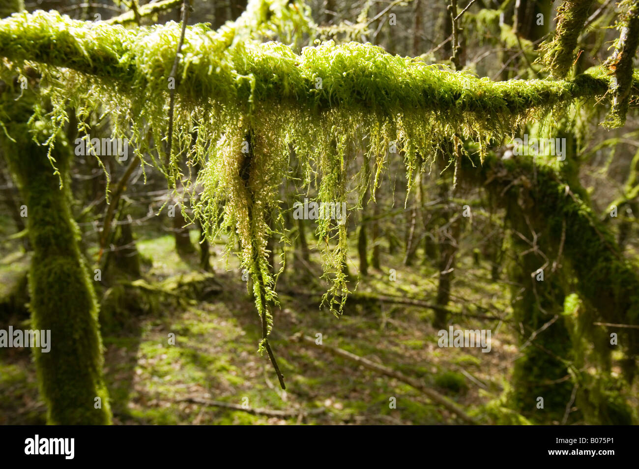 moss on tree branches in a woodland near Inveraray Scotland UK Stock ...