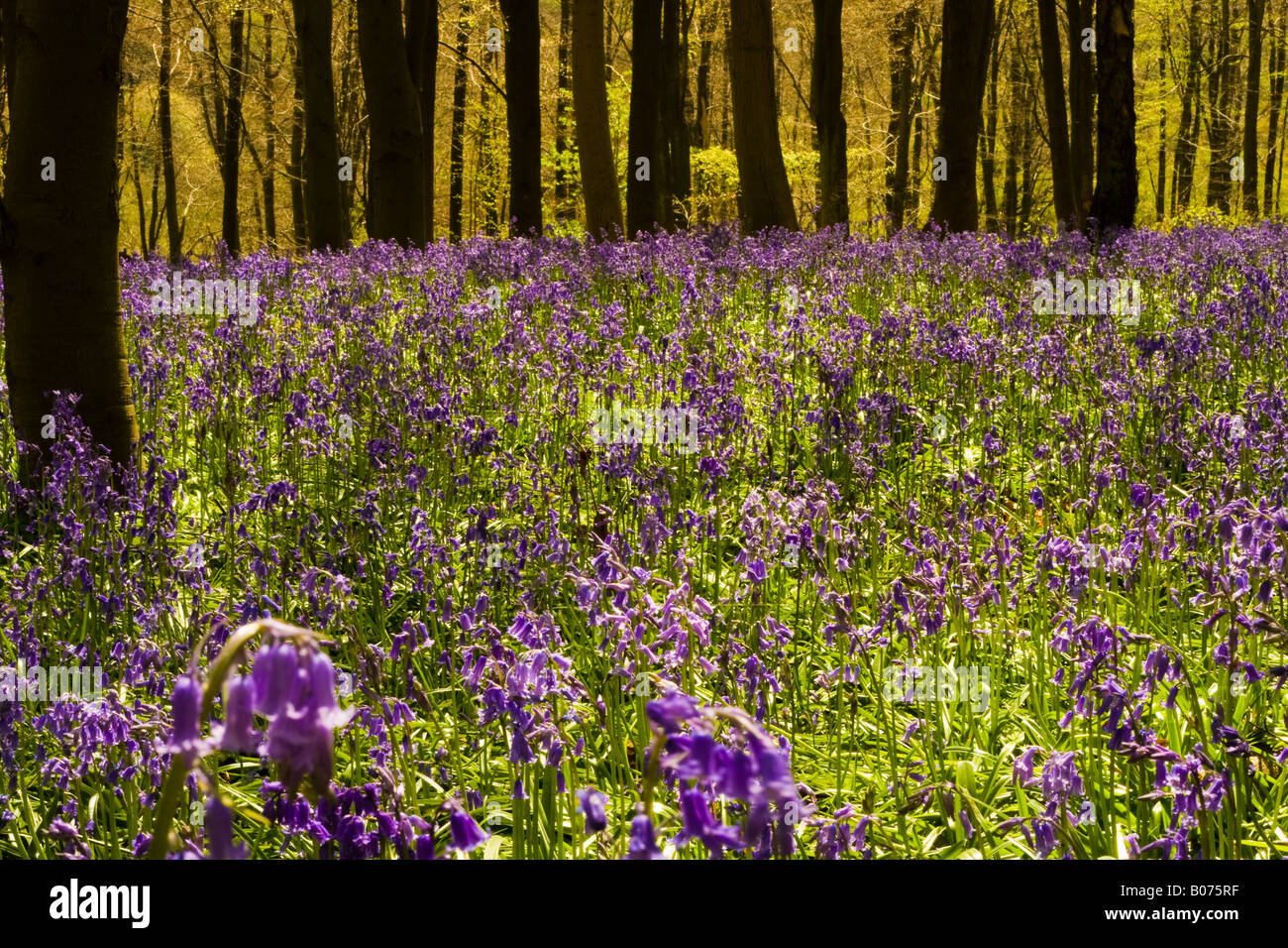Bluebells in Shoreham Woods Kent England UK Stock Photo - Alamy