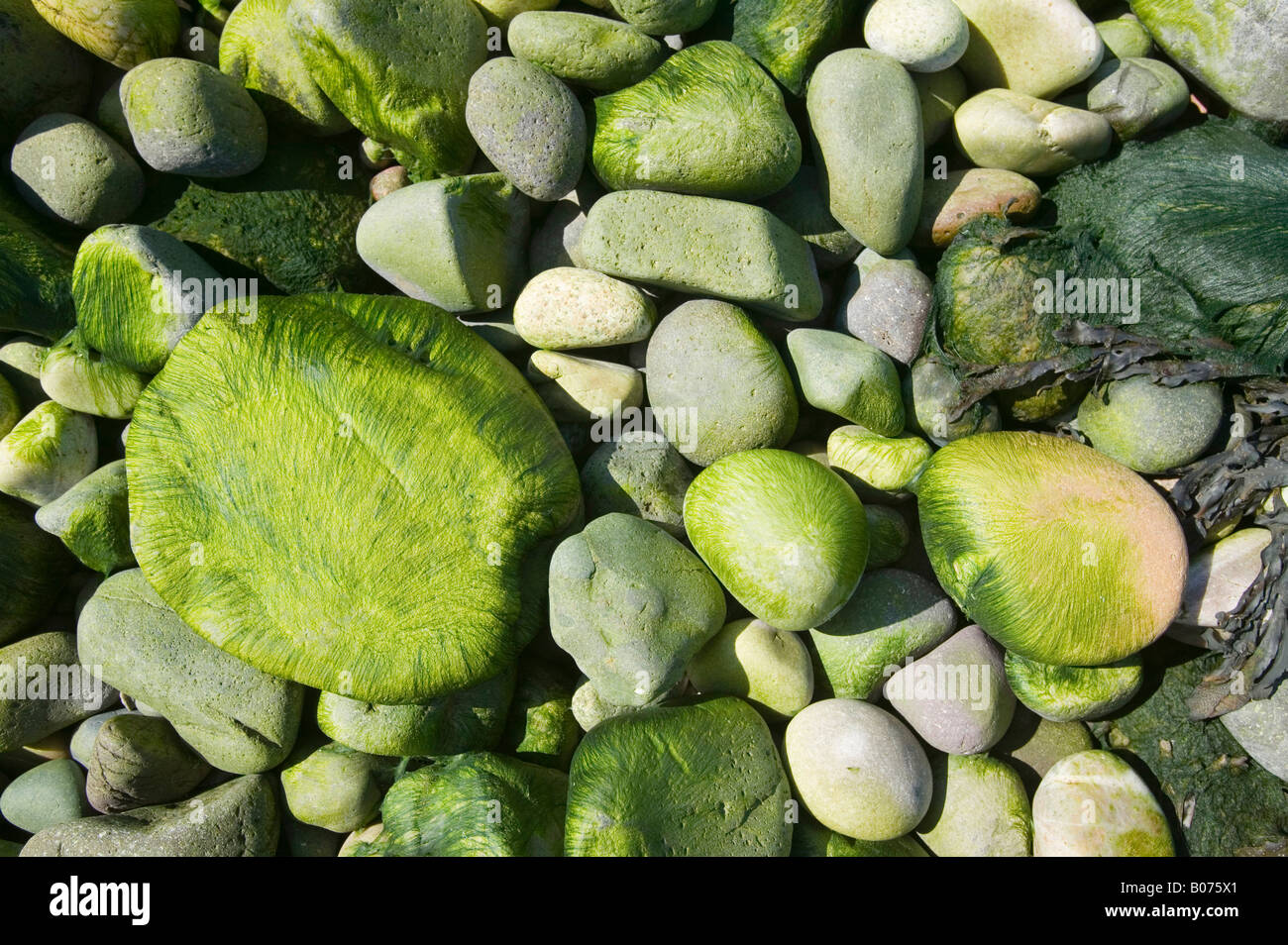 Pebble beach coast scotland hi-res stock photography and images - Alamy
