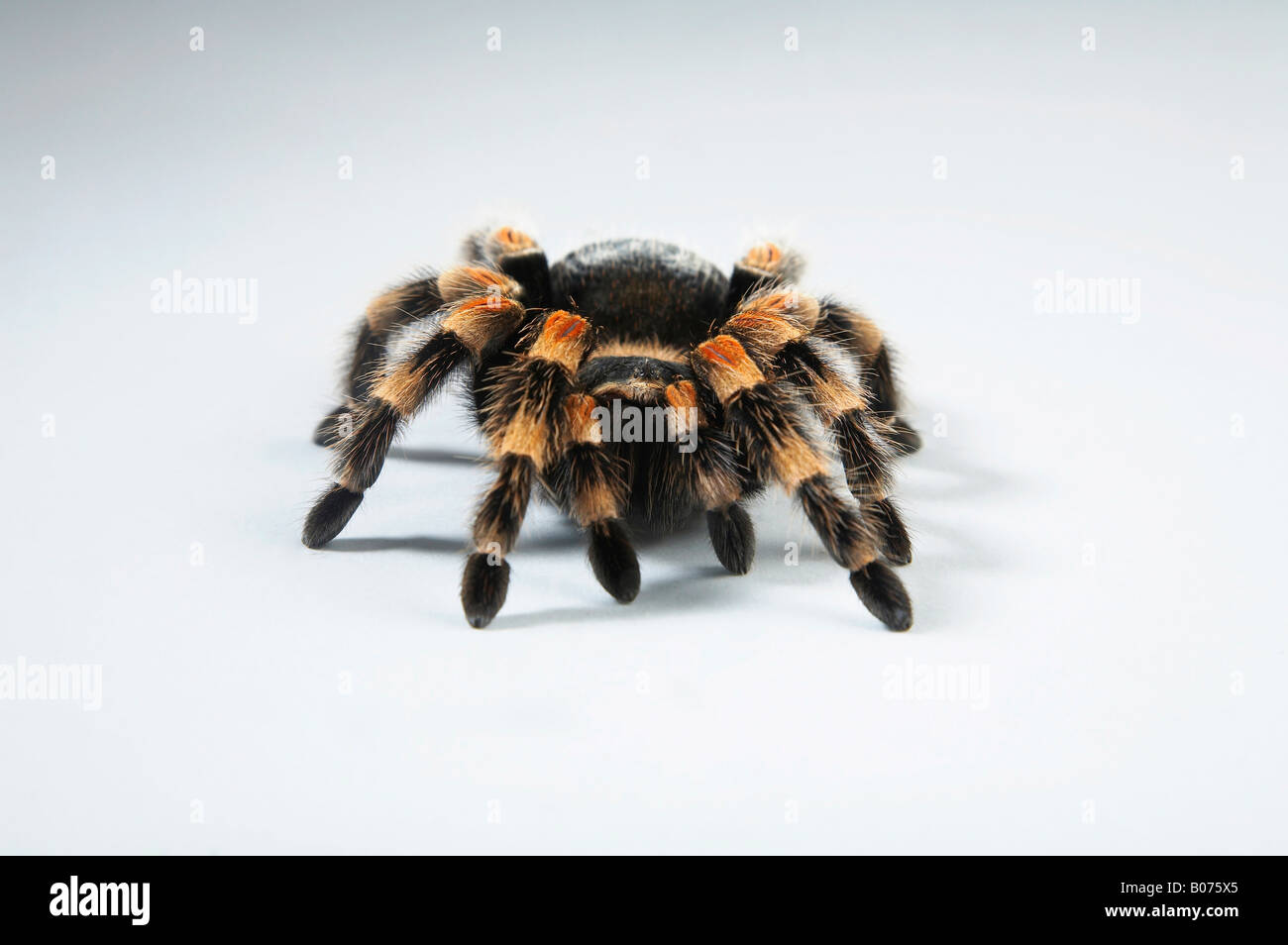 Front View of Red Knee Tarantula Stock Photo - Alamy