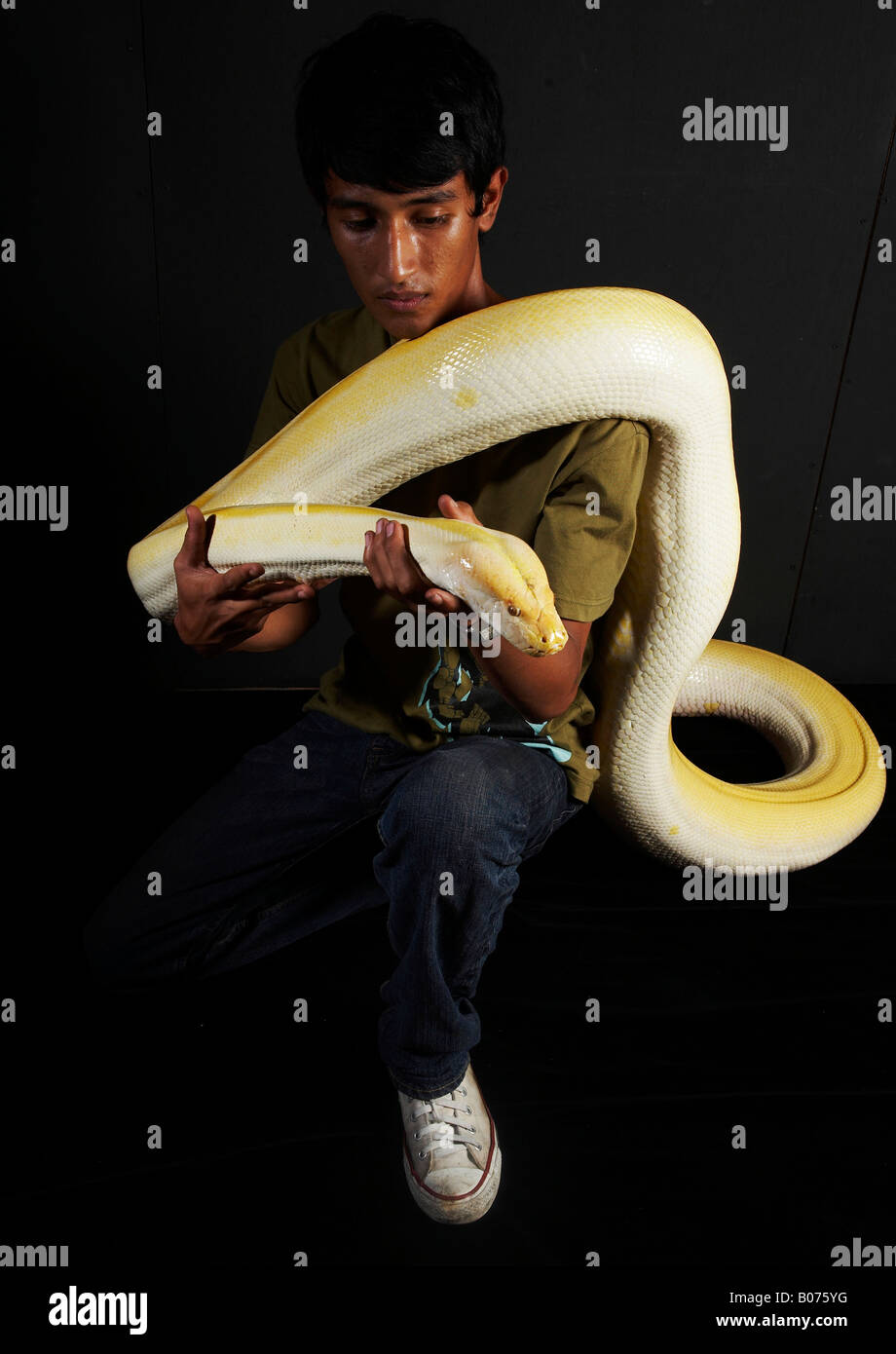 A guy holding huge Albino Python Stock Photo - Alamy